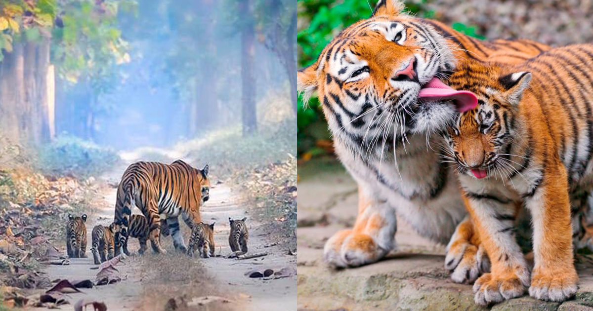 Foto de un tigre y sus cachorros muestra la esperanza de la ...