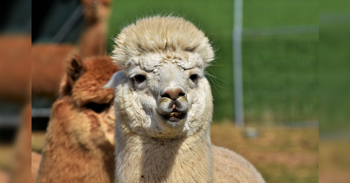 Puno: conoce la majestuosa reserva de alpacas de color más hermosas del ...