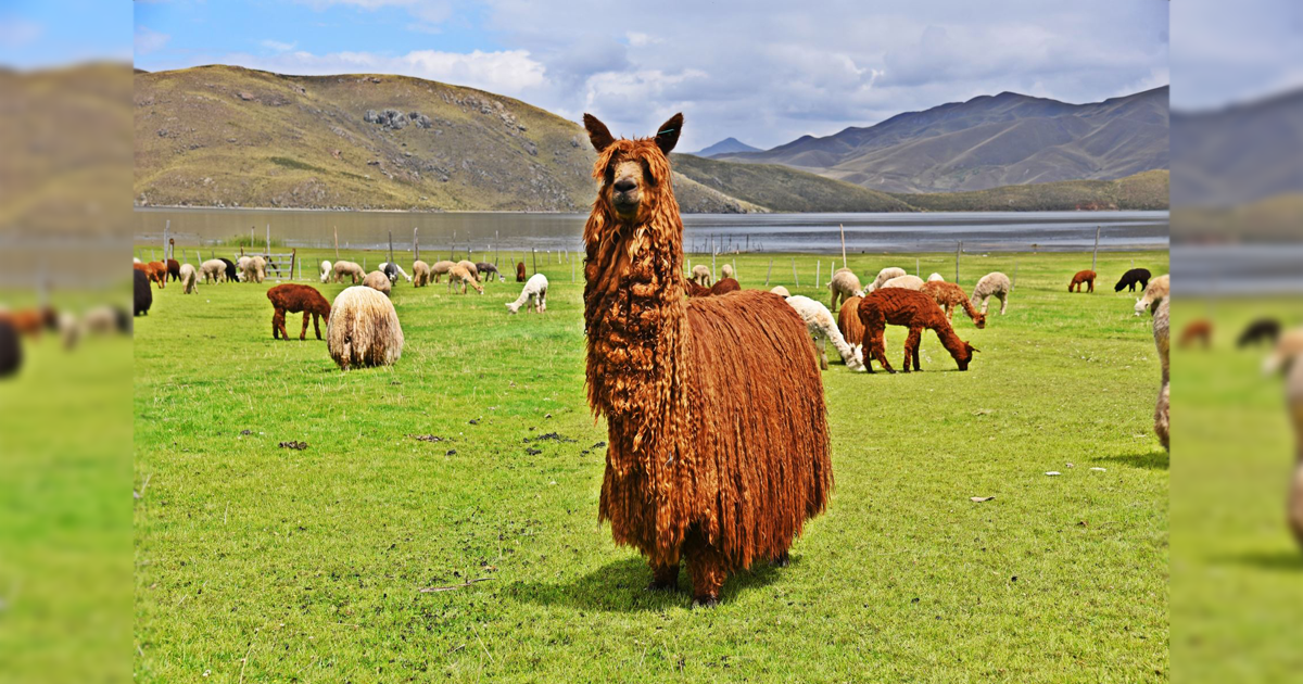 Puno: conoce la mayor reserva de alpacas de color del mundo [FOTOS]