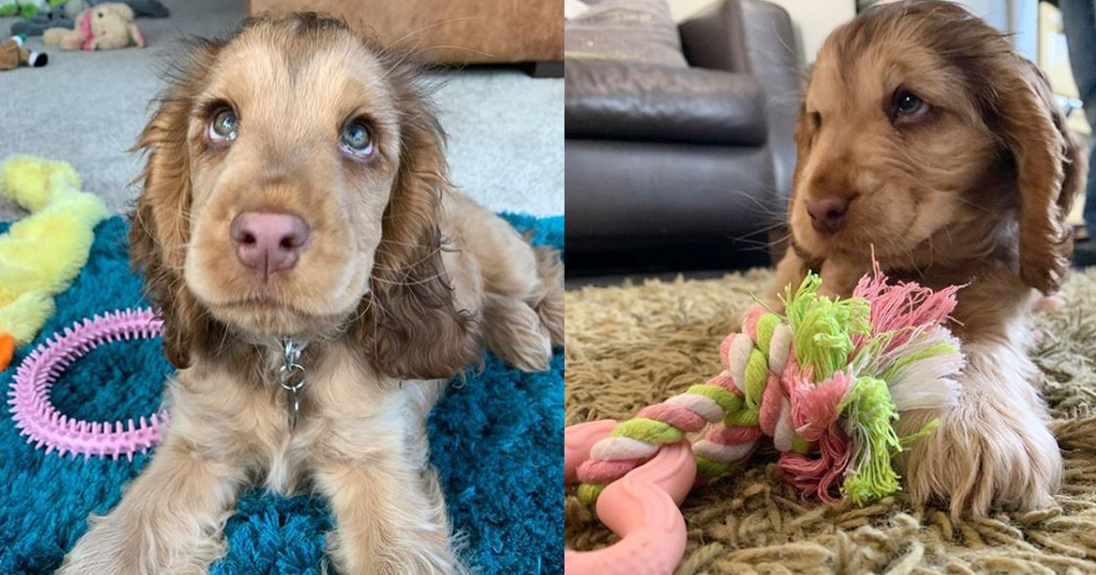 Perrita con la mirada más tierna y que conquista las redes sociales