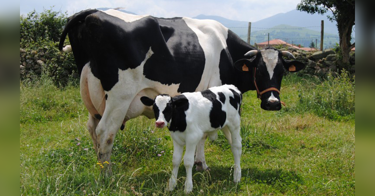 ¿Sabías que las vacas tienen voz y se comunican entre ellas?