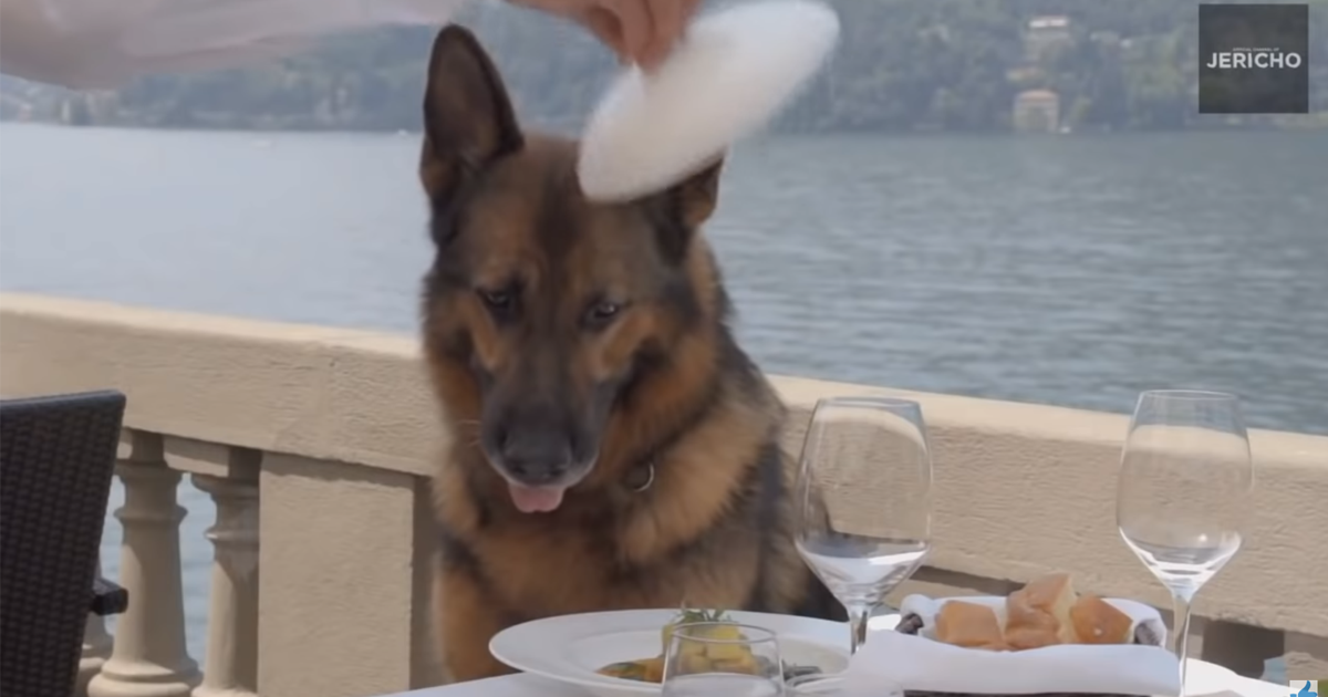 Gunther IV, el pastor alemán que lleva una vida de lujo de 400 millones ...