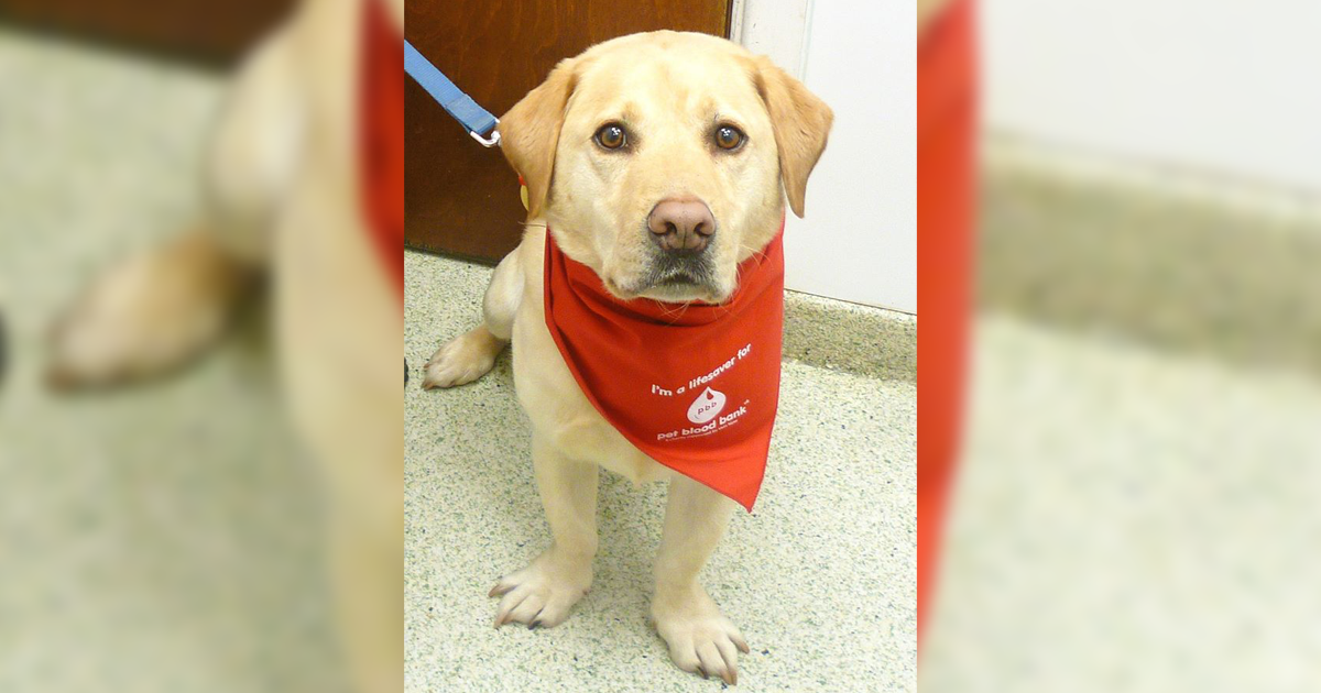 Conoce a Stumpy, el perro que ha salvado más de 100 vidas al donar su ...