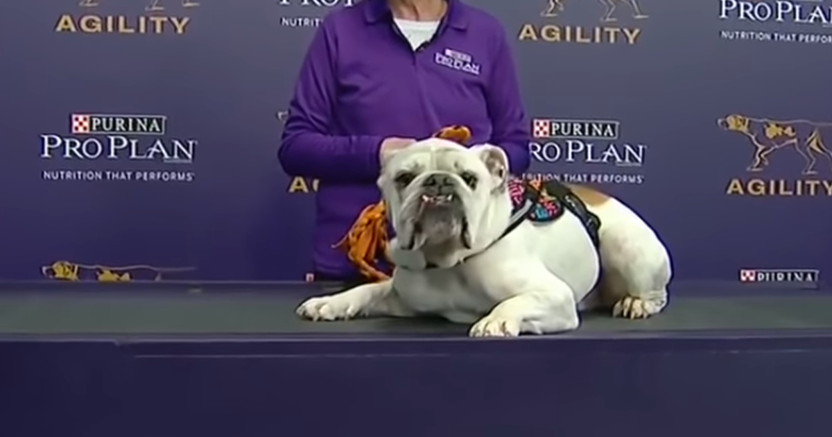 Robusto bulldog dejó con la boca abierta a los jurados en una prueba de ...