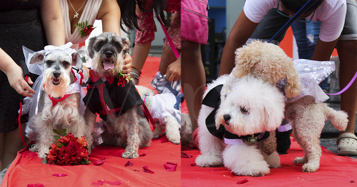 Celebran la primera boda de perritos en Miraflores [FOTOS Y VIDEO]