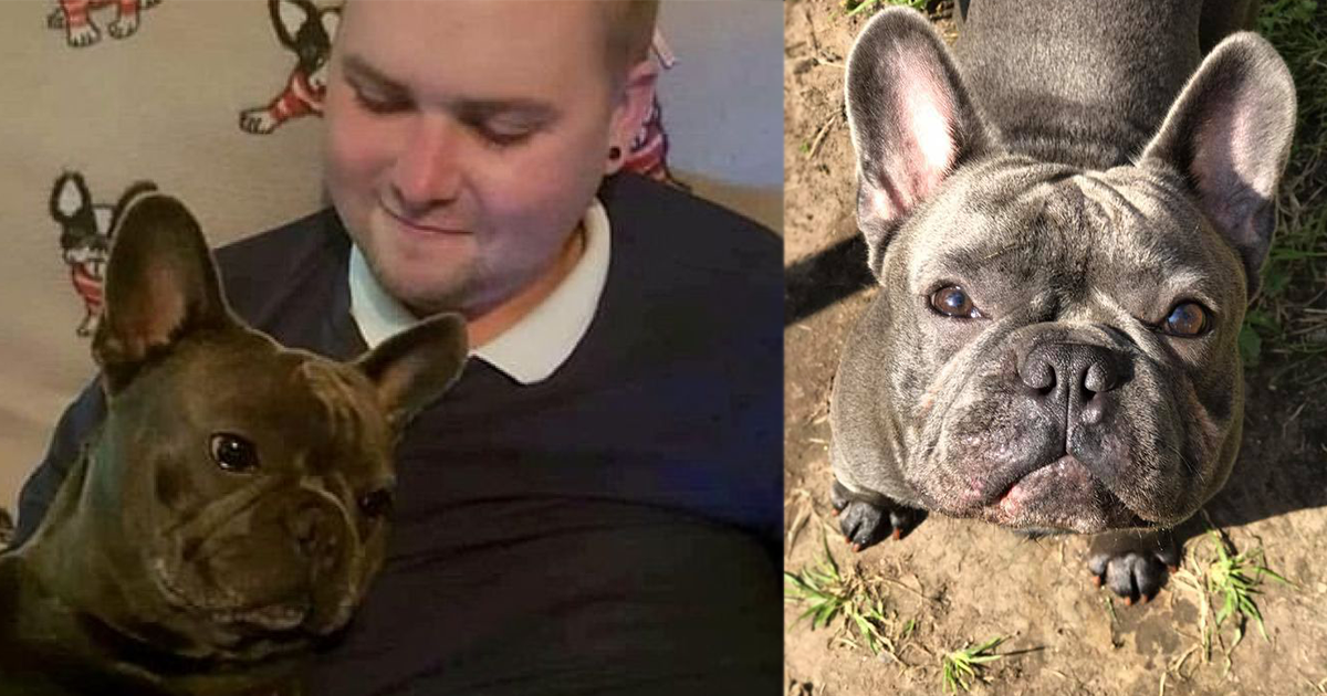 Perrito fallece minutos después de que su dueño perdiera la batalla ...