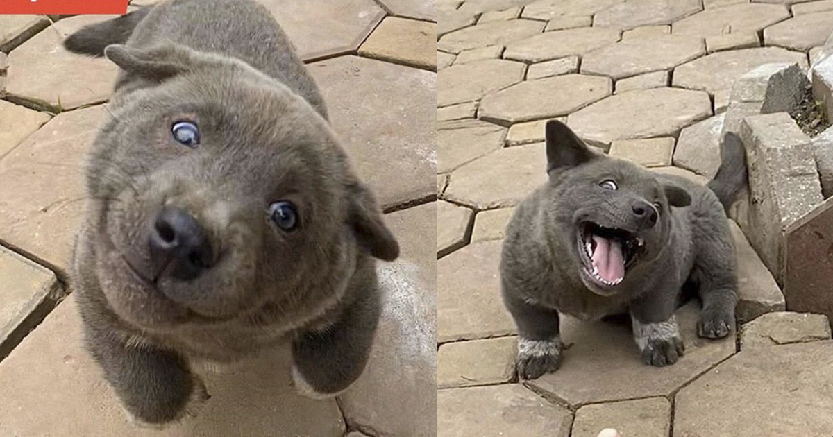 Animal Que Parece Um Gato - FDPLEARN