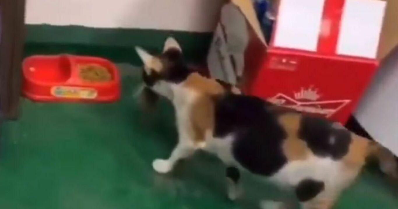 Gato atrapa a un ratón y lo lleva hasta su plato para ¡compartir una ...