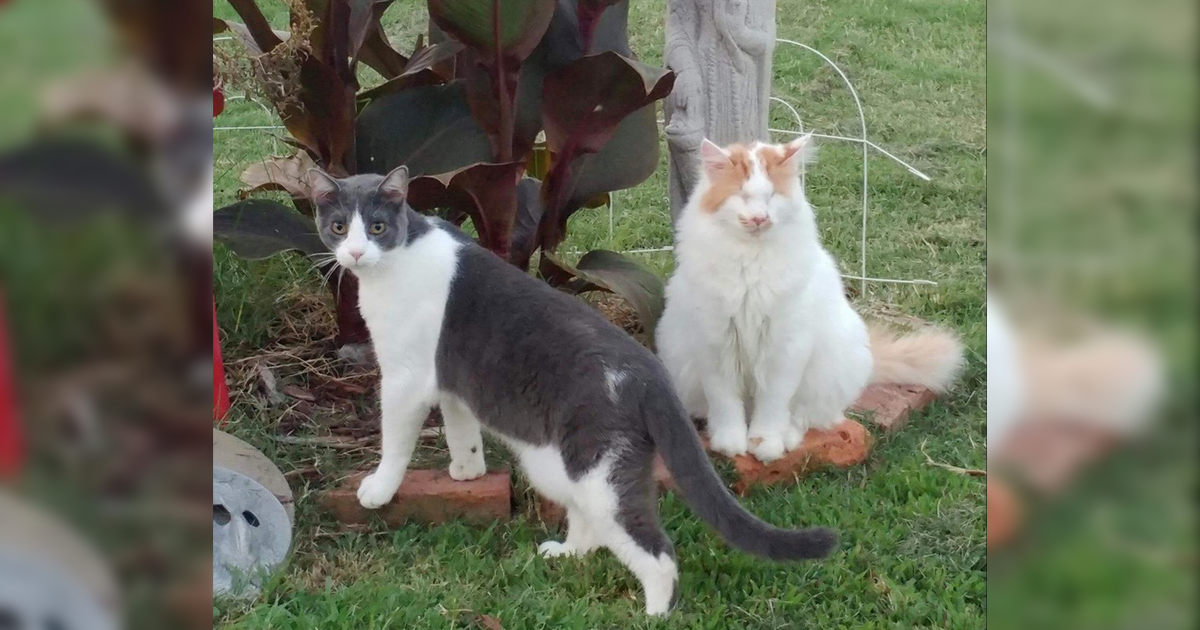 Gato con ceguera logró ser adoptado, pero la otra mascota del hogar lo ...