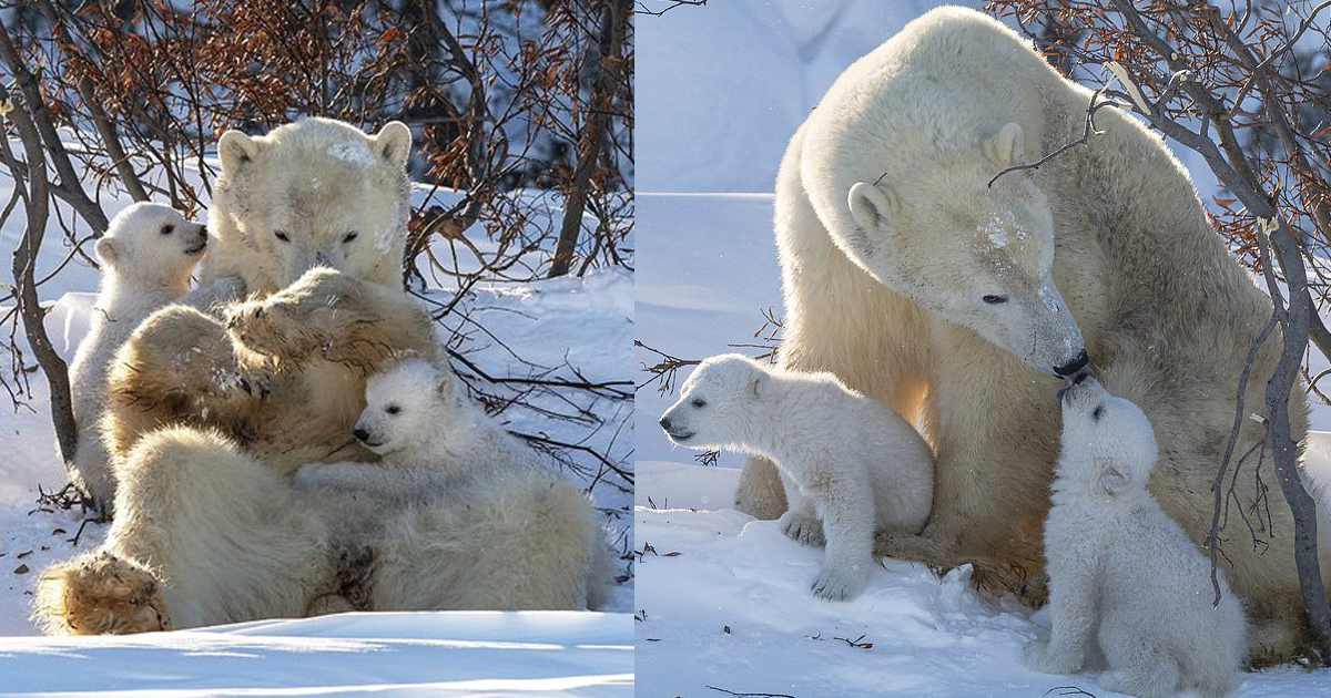 La hermosa imagen de una mamá oso dándole un beso a su cría