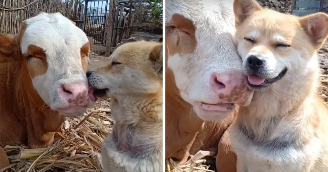 Adorable perro que vive en una granja forma una nueva y peculiar ...