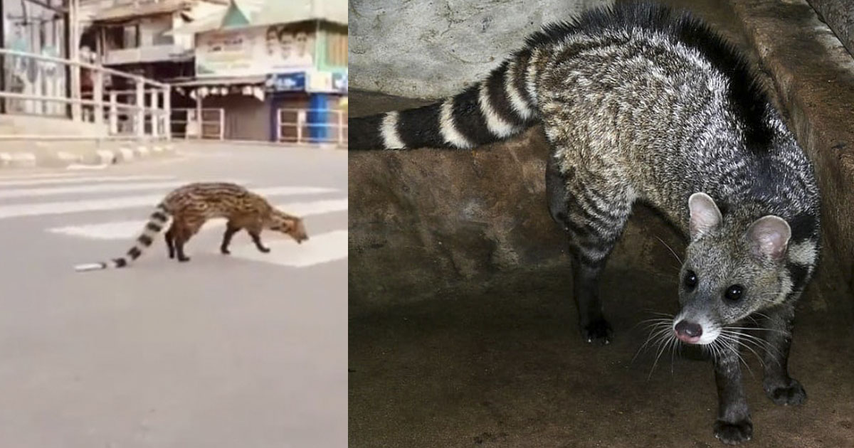 Reapareció el civeta de Malabar, un animal que se creía extinto desde 1987