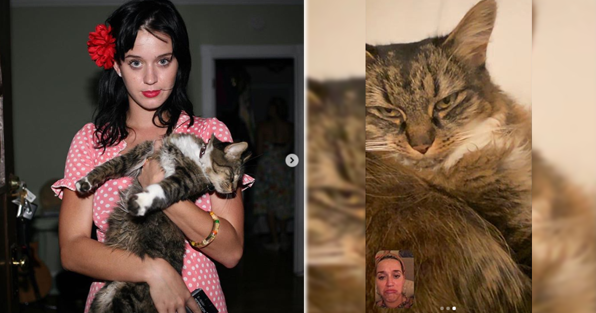Katy Perry lamentó el fallecimiento de su gata: “Gracias por los ...