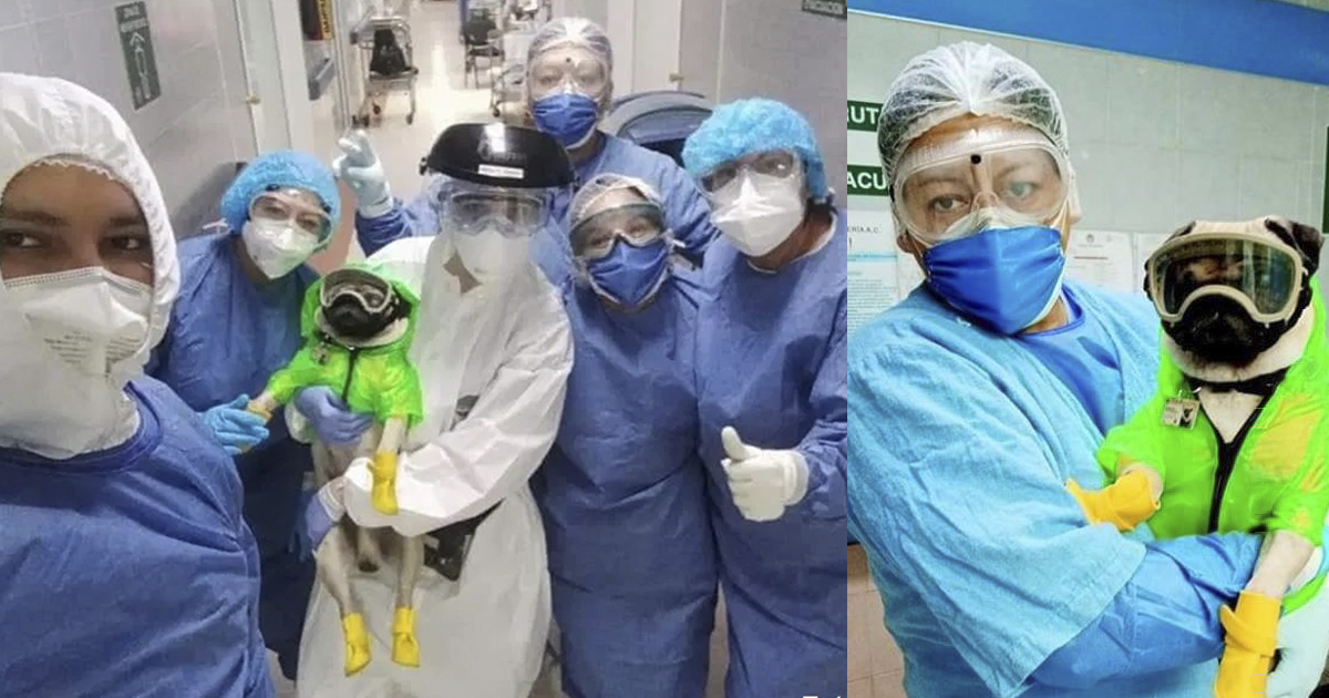 Harley, el noble perro que ayuda a los médicos que combaten el COVID-19