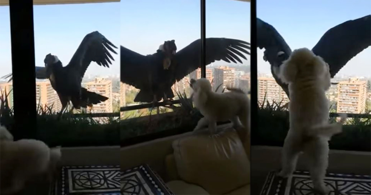 Chile: Valiente perra se enfrenta a enormes cóndores para proteger a ...