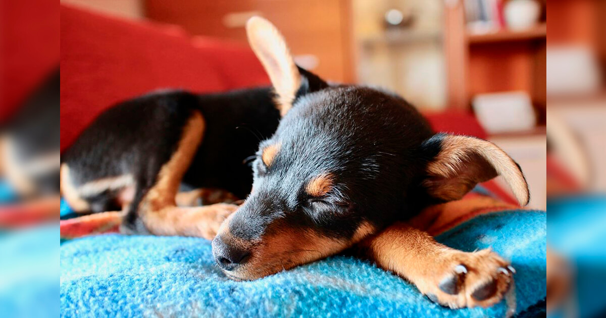 ¿Cómo saber si tu perro tiene otitis y cómo tratarlo? [FOTOS]