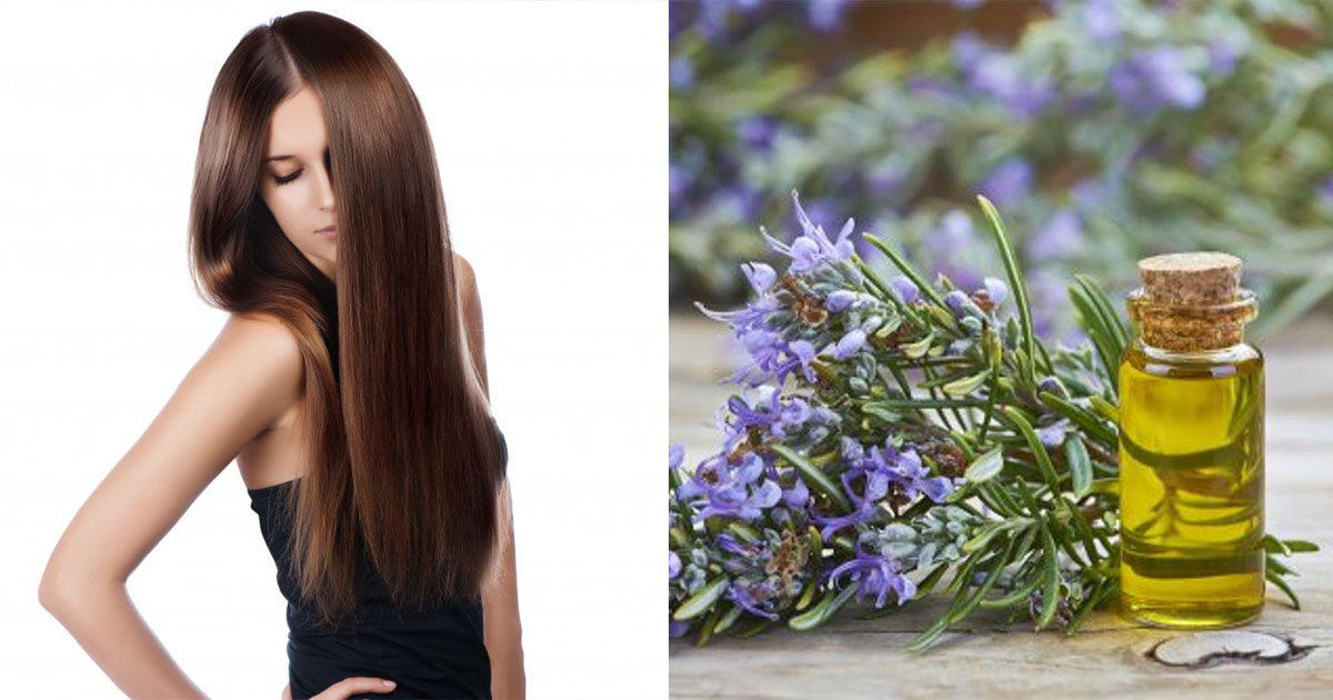 Caída Del Pelo ¿cómo Preparar Aceite De Romero Con Solo Dos Ingredientes