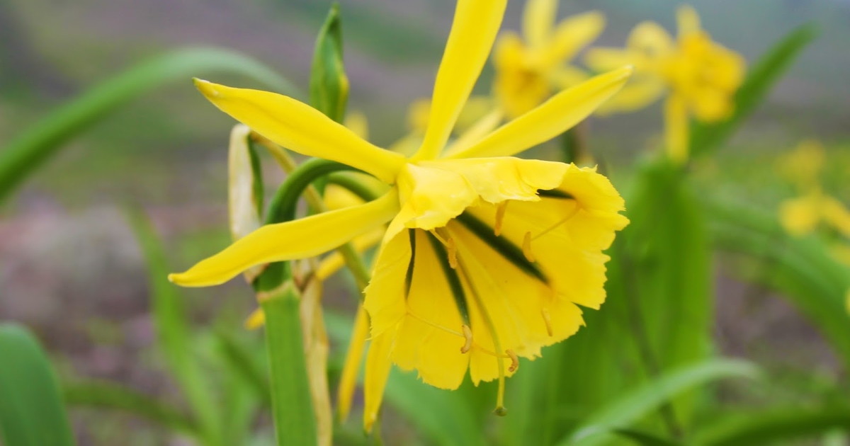 Fiesta de Amancaes: ¿Cómo participar en concurso de dibujo y exposición ...