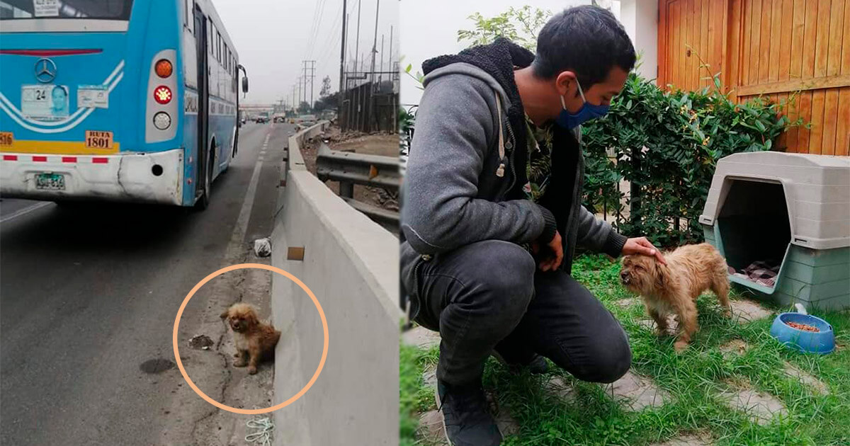 Joven salva a perro abandonado que deambulaba por la Panamericana Norte ...