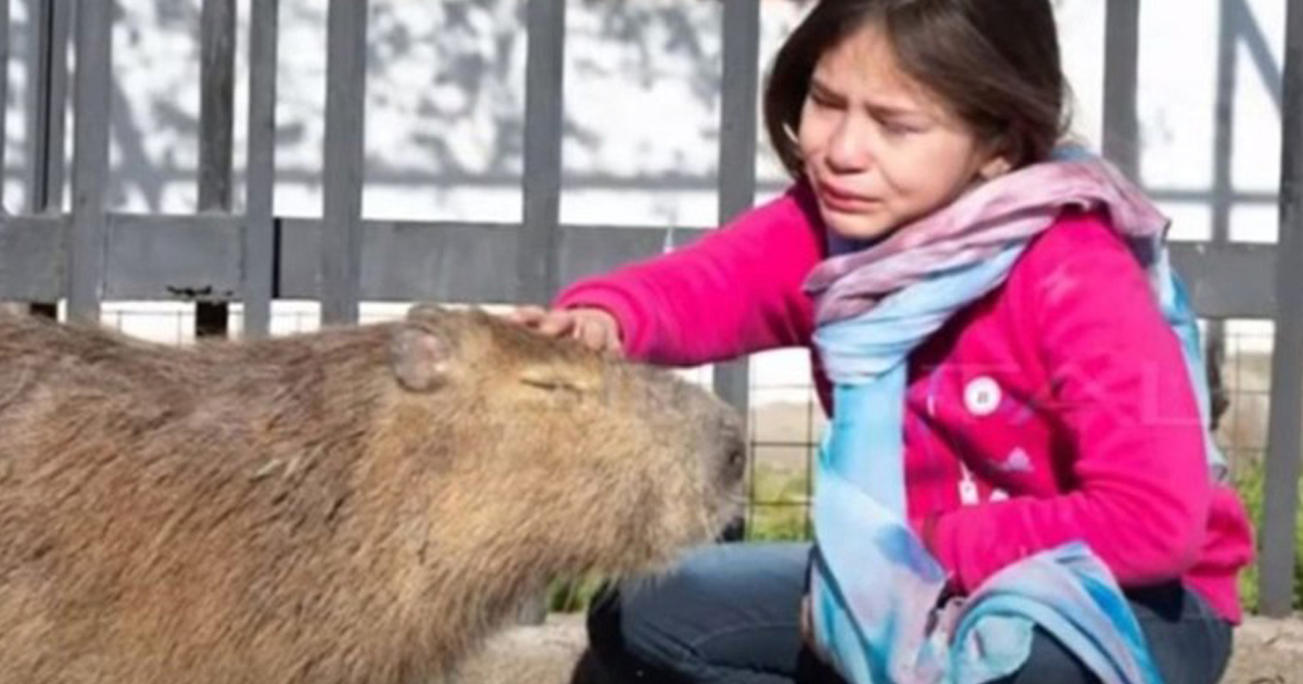 Niña defiende a su 'amigo' capibara para que no se lo lleven [FOTOS]