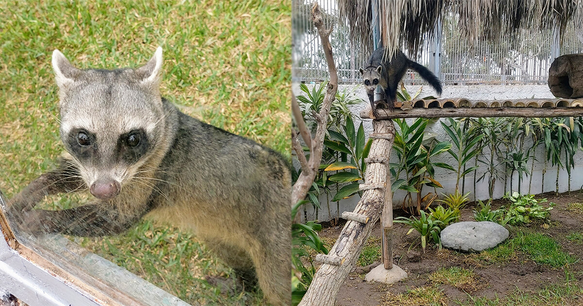 Conoce a Rigby, el mapache sudamericano rescatado en la selva que ahora ...