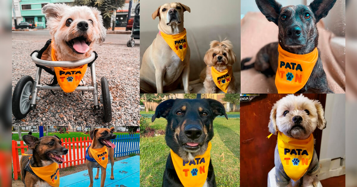 La Patatón Virtual 2020 busca recolectar 2 toneladas de comida para ...