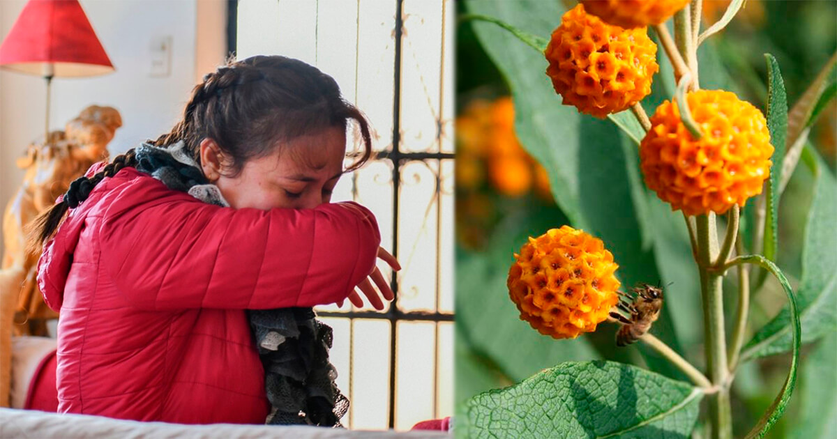 ¿El matico puede aliviar los síntomas del coronavirus? [VIDEO]