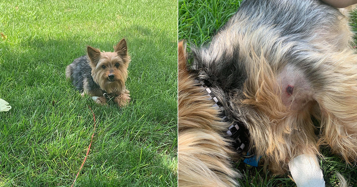 Perro fue picado por una serpiente cascabel cuando trataba de proteger ...