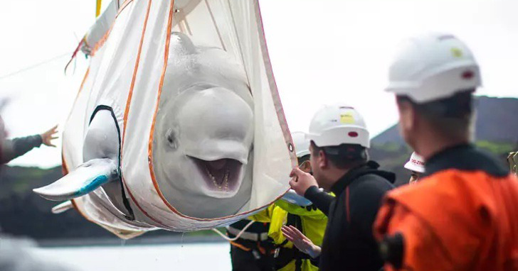 Ballenas rescatadas con captadas sonriendo al llegar a su nuevo hogar ...