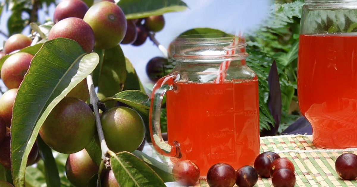 Camu camu: ¿Por qué incluirlo en mi dieta alimenticia?