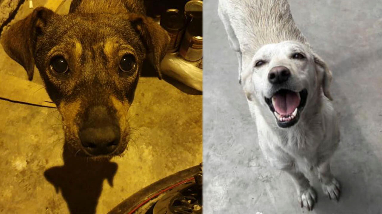 Más de 70 refugios se unen para ayudar a animales rescatados este fin ...