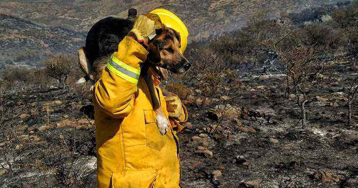 Bombero arriesgó su vida para rescatar a un perro con la patita quemada ...