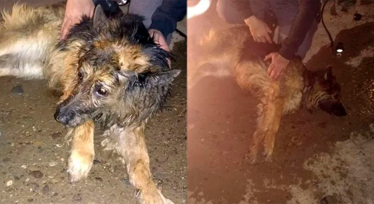 Valerosos bomberos salvan y reaniman a perrito atrapado en un incendio