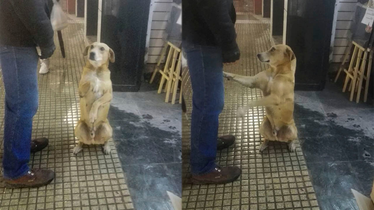 Perrito pide comida en la calle y da la patita en señal de ...