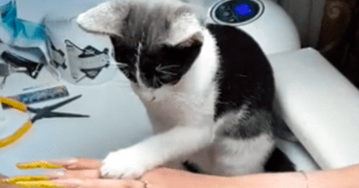 En plena manicura, su gato agarra la lima y hace algo que sorprende a ...