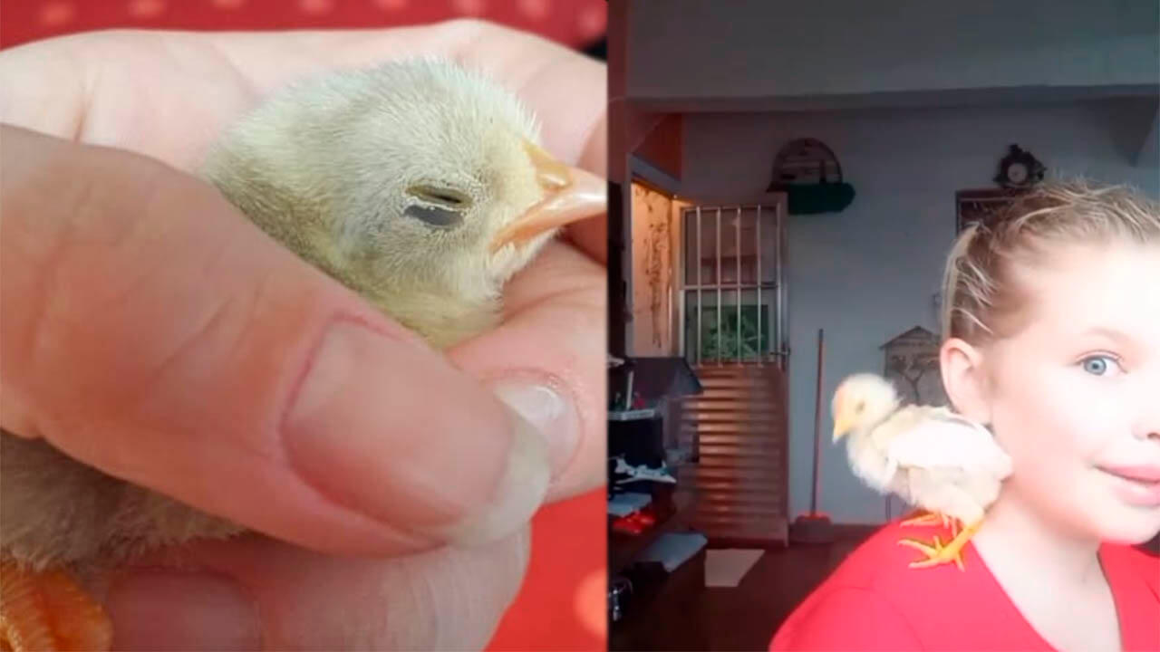 Pollito vuelve a la vida gracias al apoyo de la niña que lo adoptó