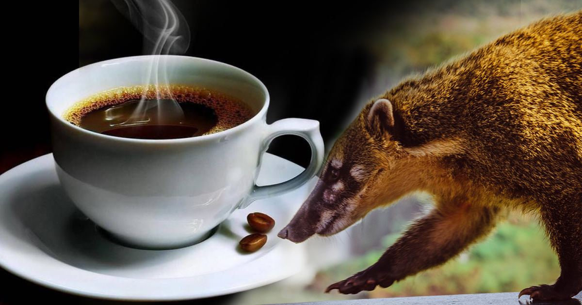 Café es mejorado con microorganismos de heces de coatí, gracias a ...