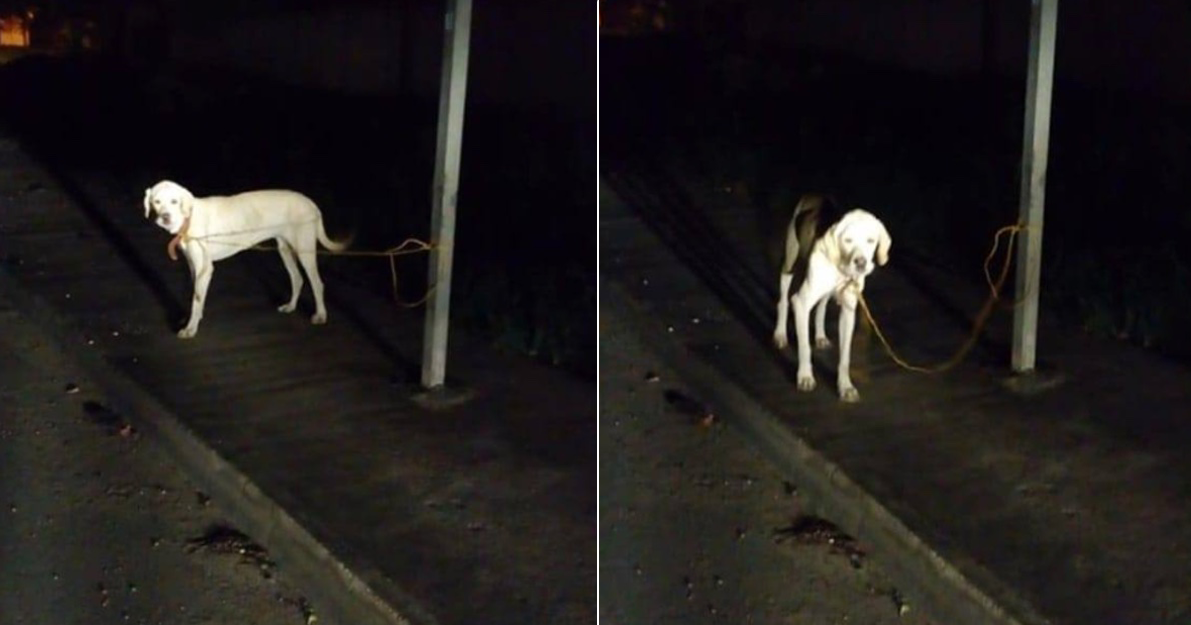 Perro es amarrado a un poste y abandonado en medio de la noche