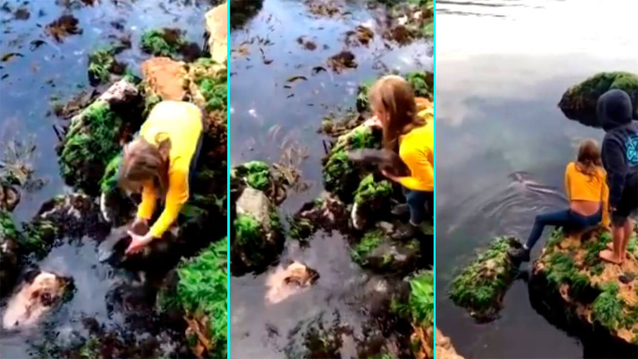 Niña salva a un tiburón atrapado entre las rocas y lo devuelve al agua