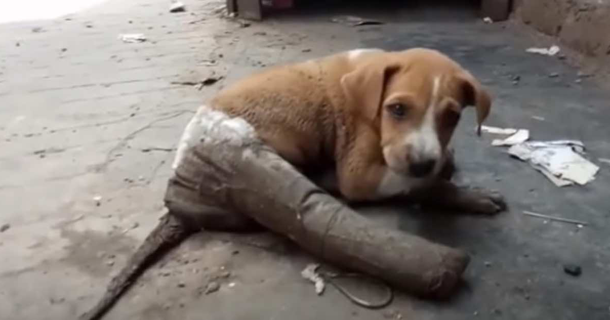Perrita abandonada con la pierna rota y heridas infectadas tuvo una ...