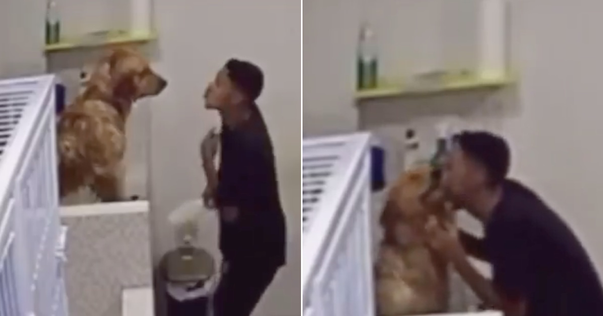 Cámara graba a trabajador bailando y besando a un perro antes de bañarlo