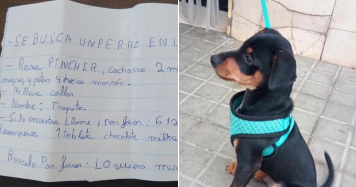 Niño ofrece una barra de chocolate a quien encuentre a su perrito ...