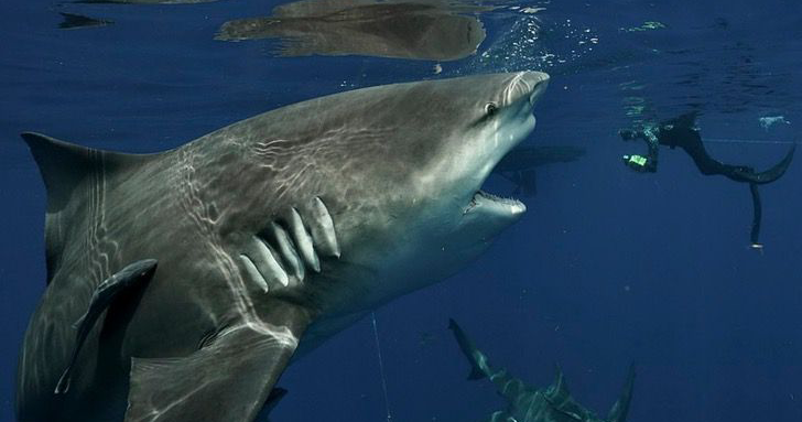 Buzo de 55 años se encontró frente a frente con un tiburón gigante en Florida