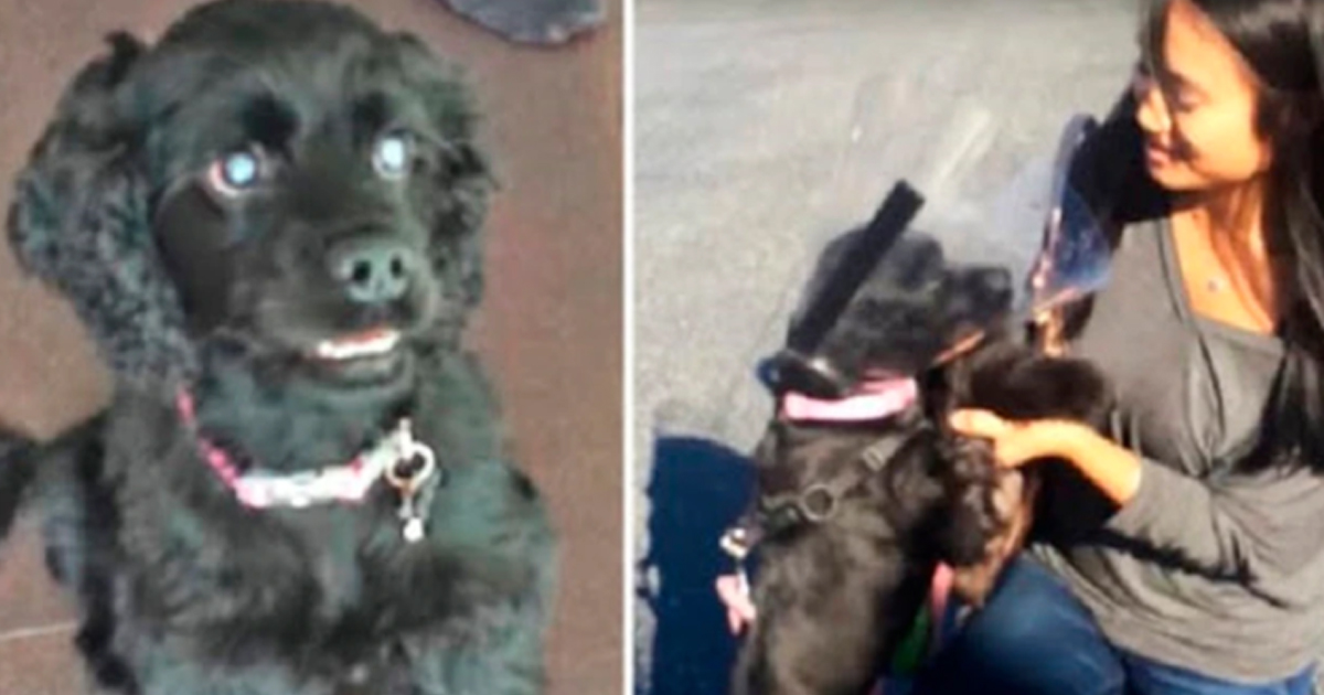 Perrita con ceguera recupera la vista y tiene emotiva reacción al ver ...