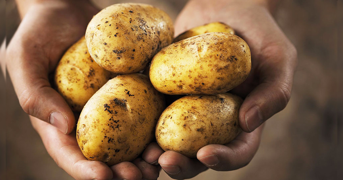 Día Nacional de la Papa: ¿cuáles son los beneficios nutricionales de ...