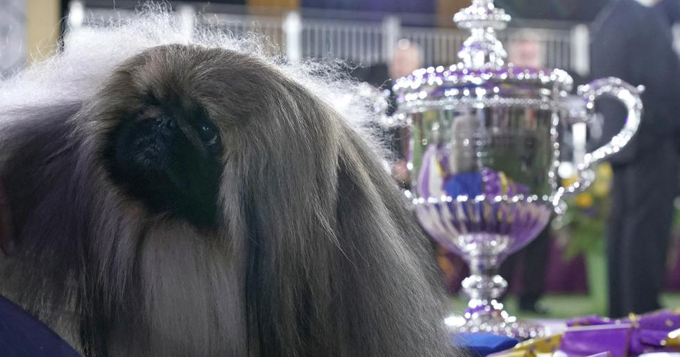 Conozca a "Wasabi", el perro de raza pequinés que ganó el famoso ...