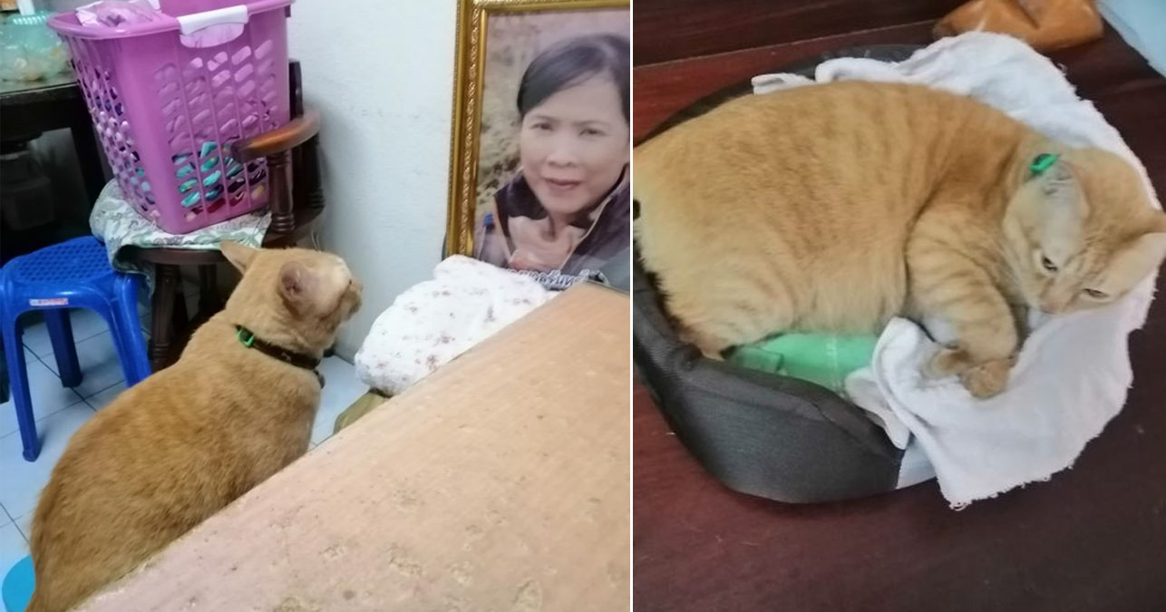 Gato llora todas las noches antes de dormir mirando la fotografía de su ...