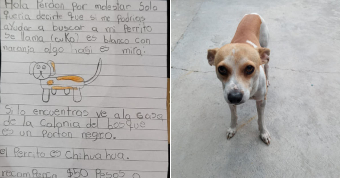 Niña "suplica" ayuda para intentar encontrar a su perro extraviado ...