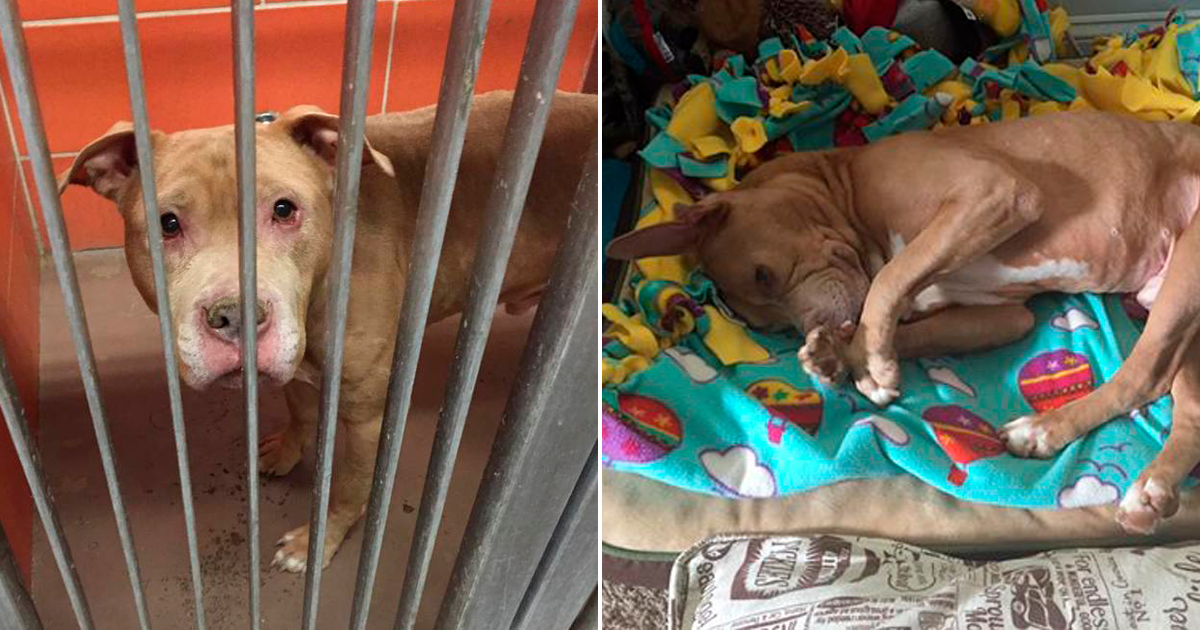 Pitbull con cáncer a los huesos pasaba sus últimos días llorando tras ...