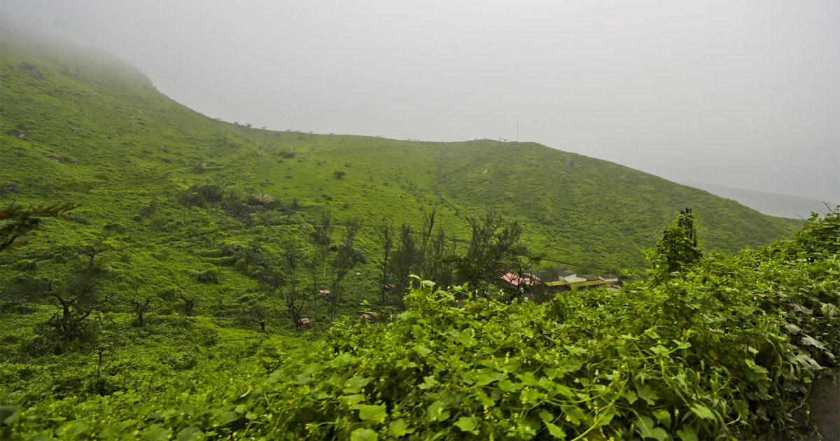 Lomas costeras: conoce qué son, sus características e importancia y ...